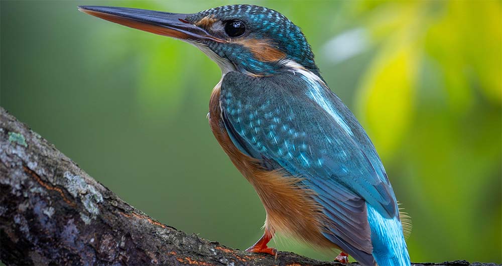 What's Happening - Beas River Country Club - Membership - The Hong Kong Jockey Club